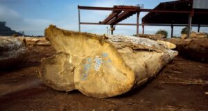 Ghana Timber Transparency Portal provides insight into forest ...